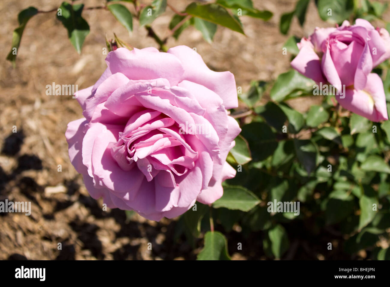 Flower field rose hi-res stock photography and images - Alamy