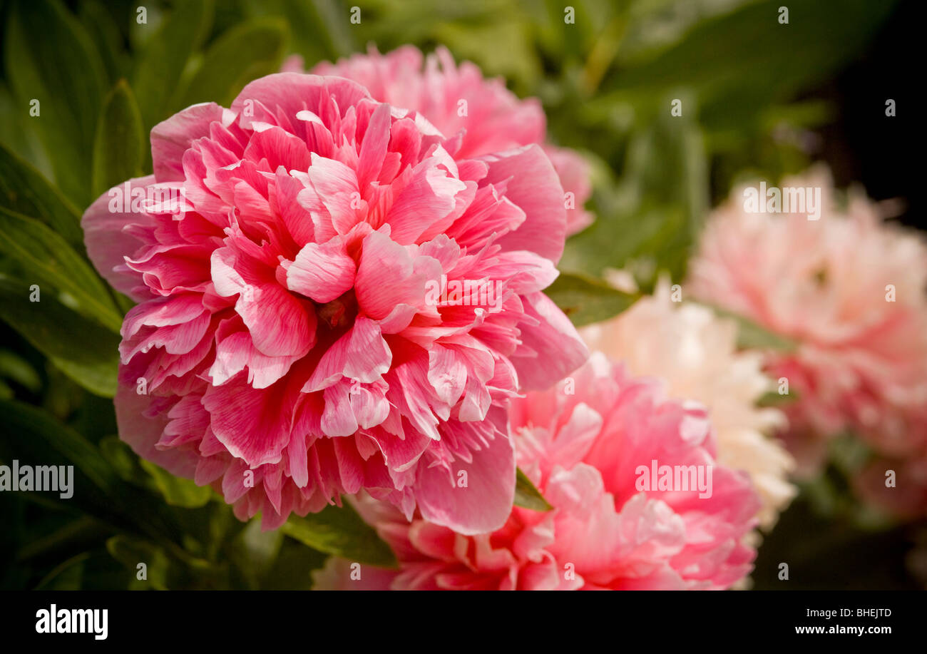 Blousy flower hi-res stock photography and images - Alamy