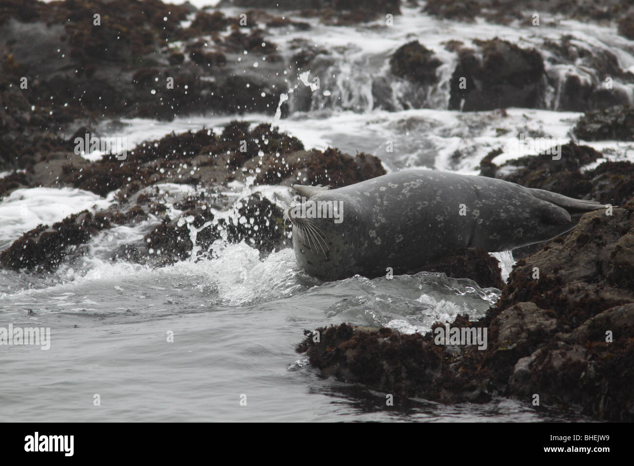 harbor seal cliffs tide pool California coast Stock Photo - Alamy