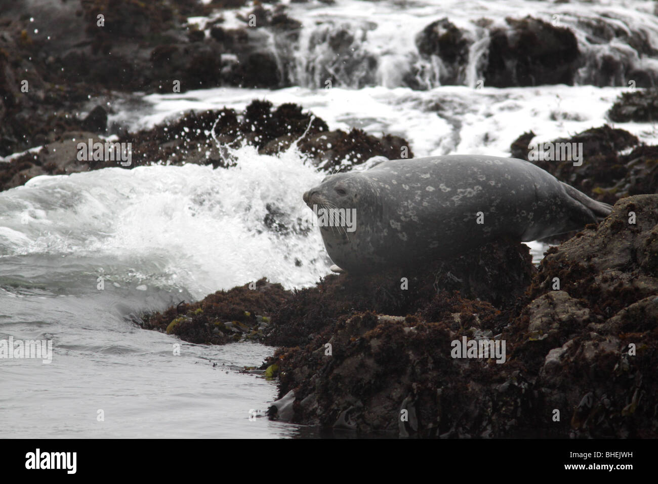 harbor seal cliffs tide pool California coast Stock Photo - Alamy
