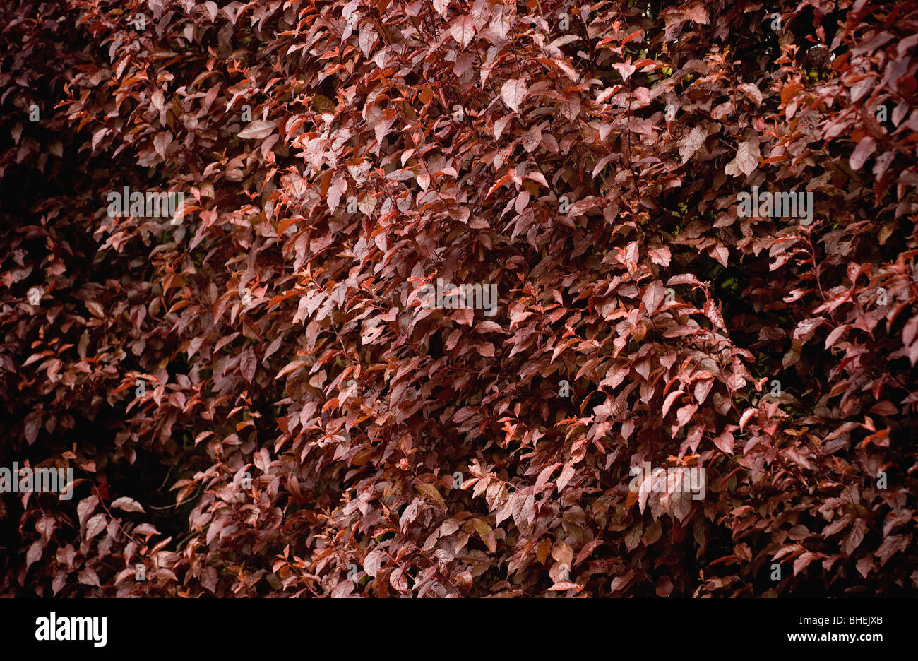 Copper coloured hedge growing in a UK garden Stock Photo - Alamy