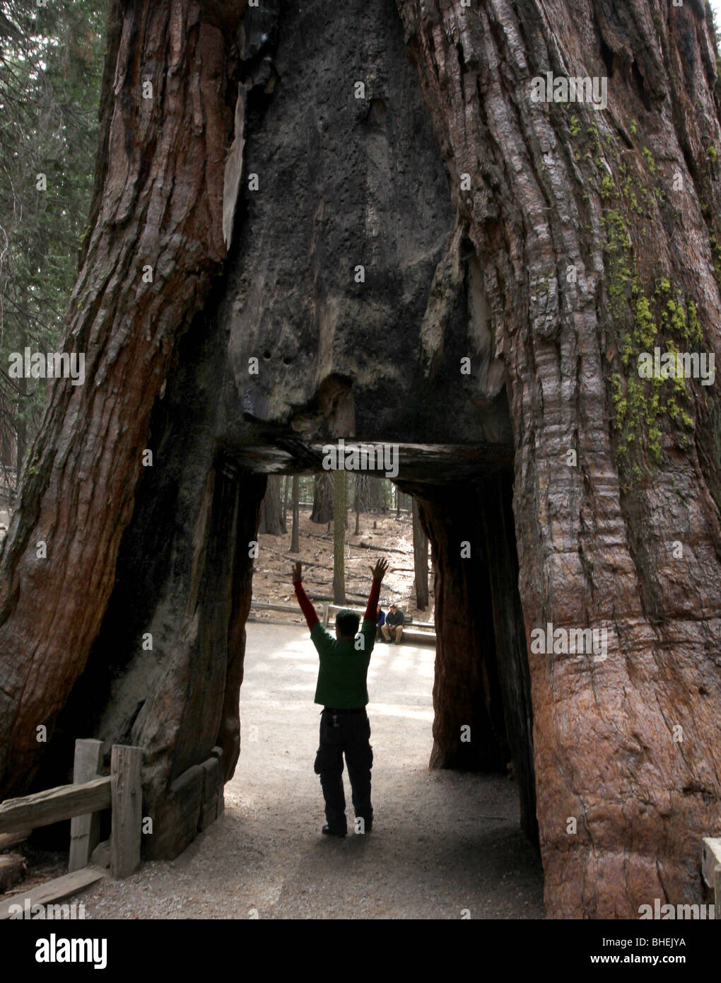 Tree hole hi-res stock photography and images - Alamy