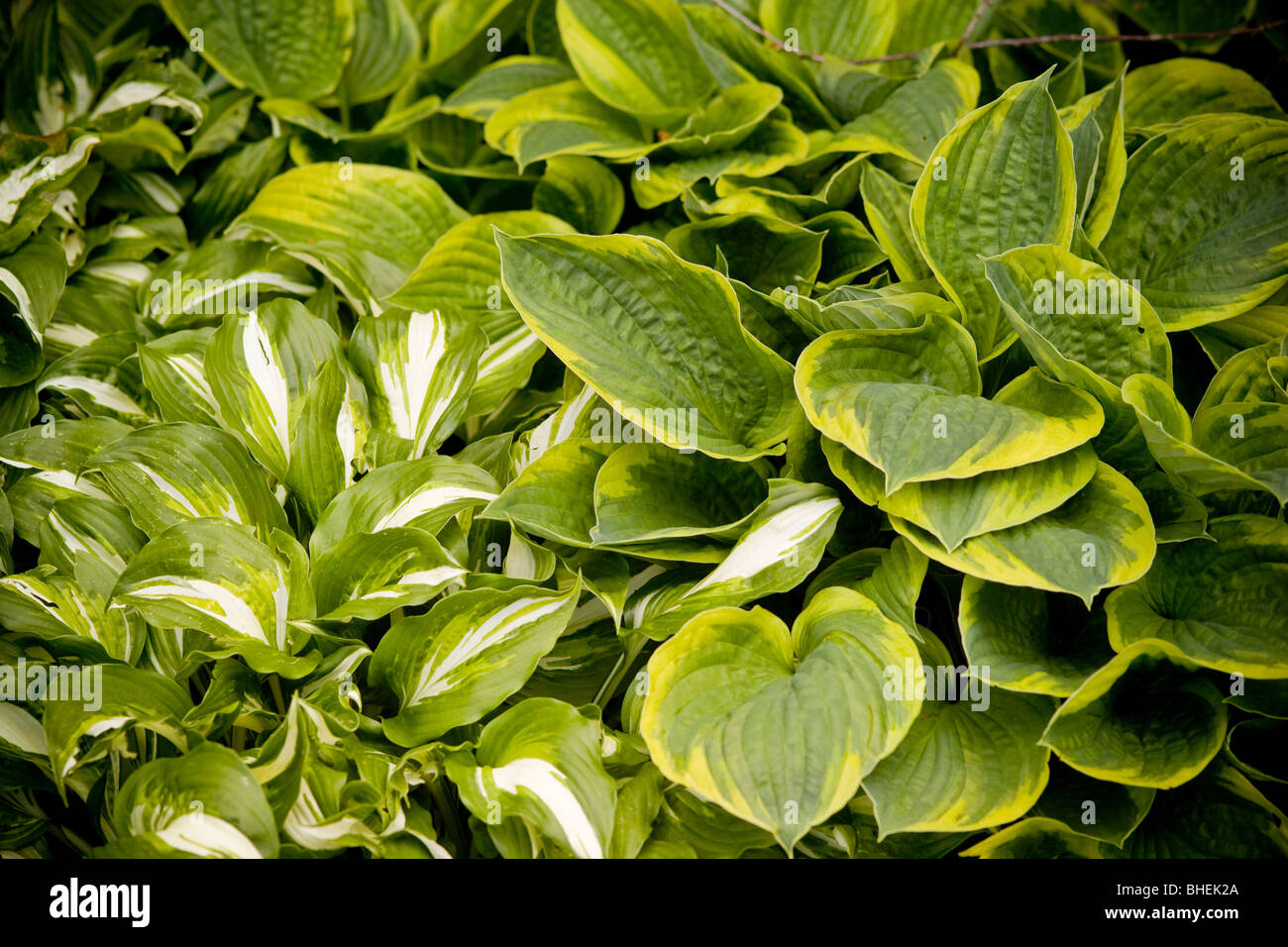 Variegated Hosta plants growing in a UK garden Stock Photo - Alamy