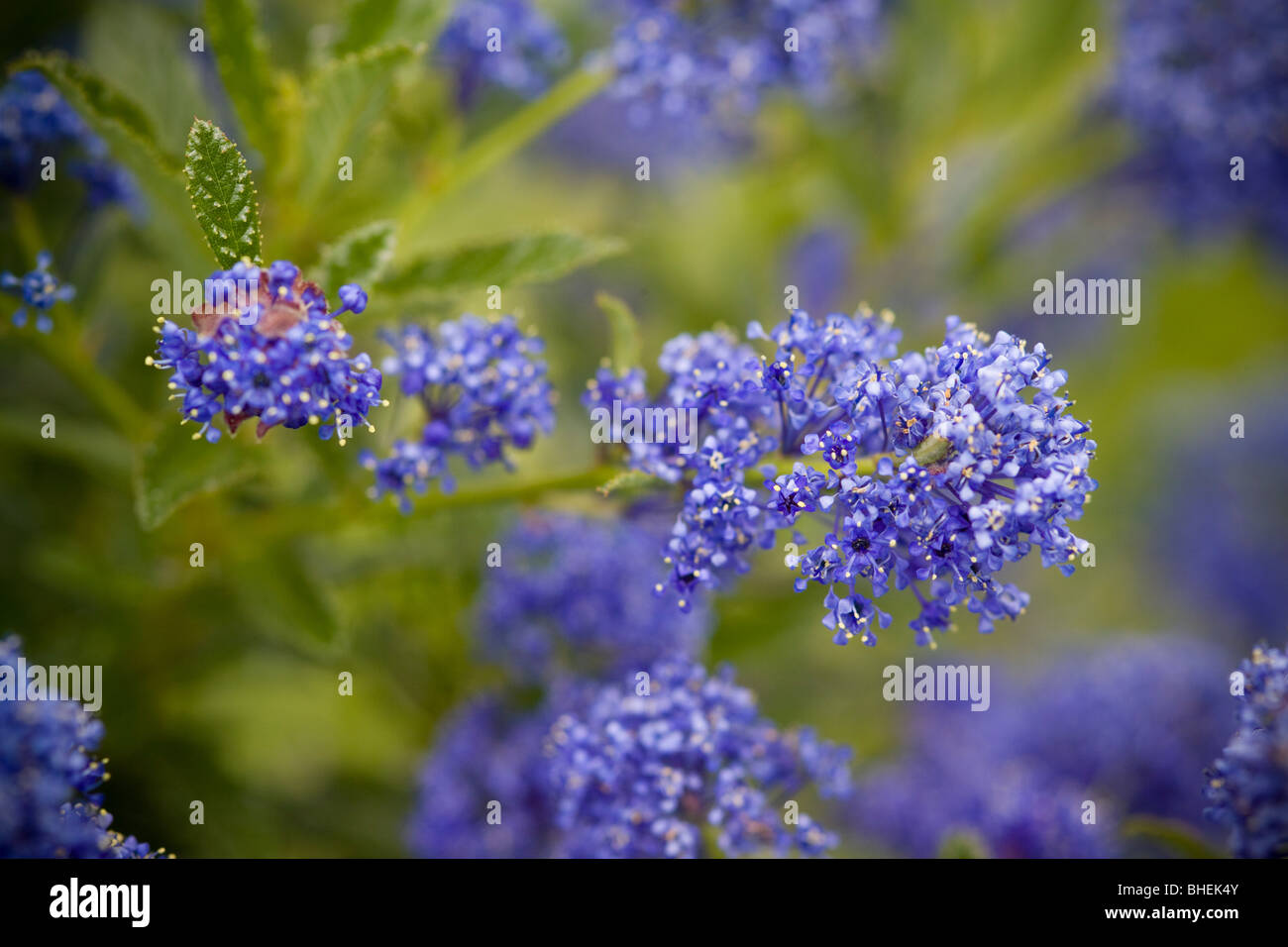 Closeup of the blue flowers of ceanothus Stock Photo - Alamy