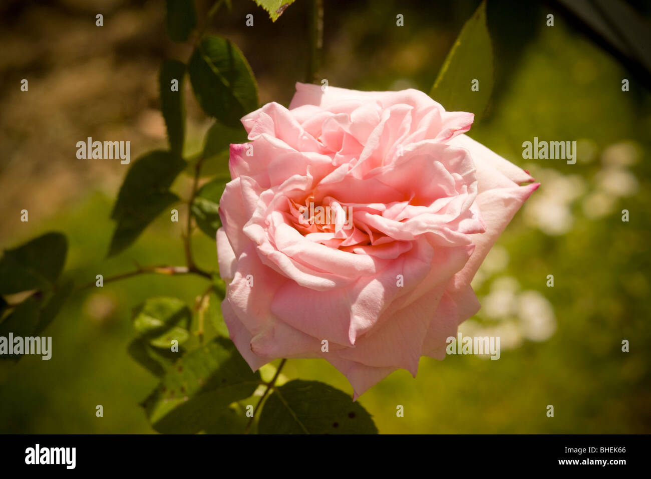 English rose wallpaper hi-res stock photography and images - Alamy
