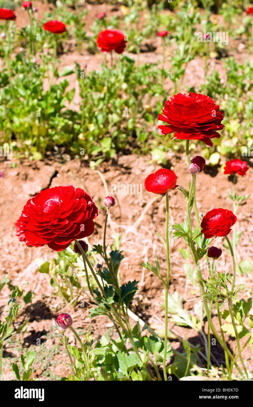 Flower field rose hi-res stock photography and images - Alamy