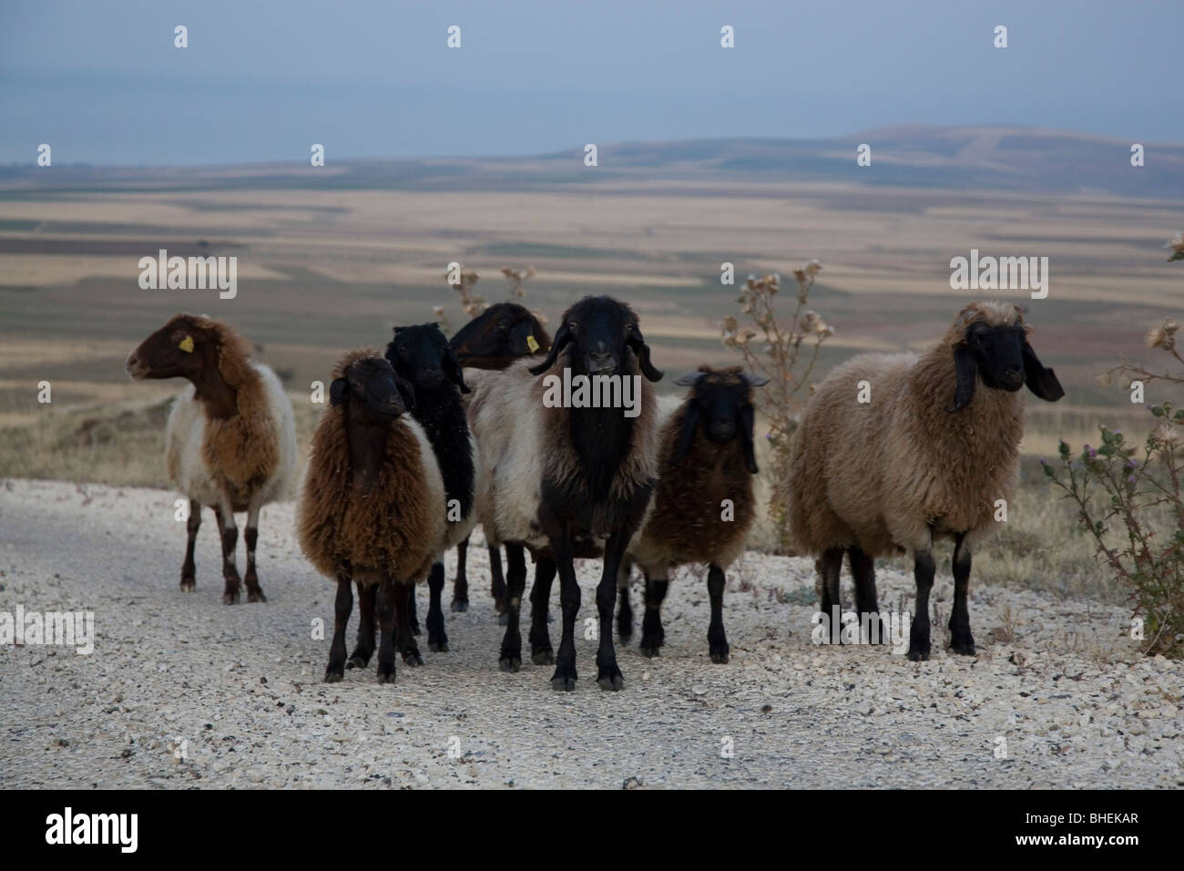 sheep eastern turkey Stock Photo - Alamy