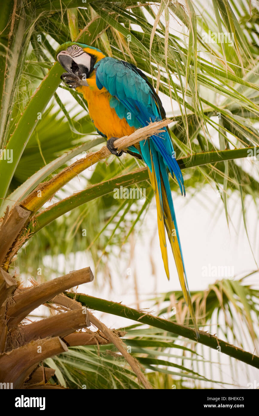 Macaw palm hi-res stock photography and images - Alamy
