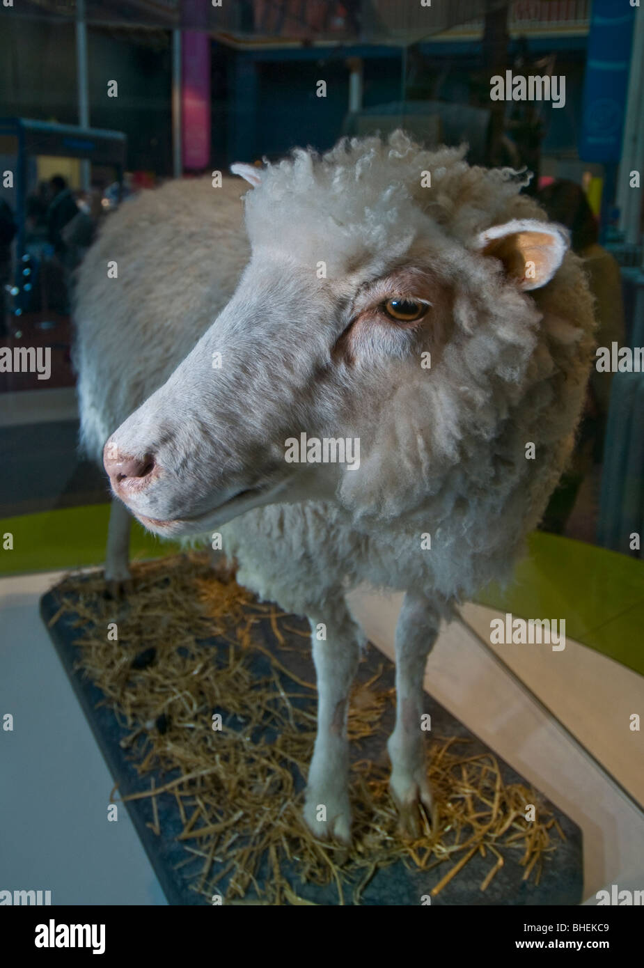 Dolly the worlds first cloned mammal ever to be created from an adult ...