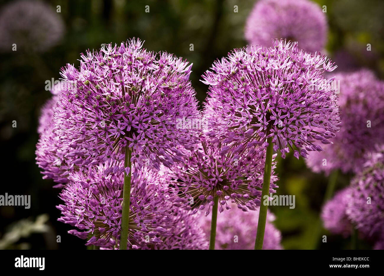 Alliums as border hi-res stock photography and images - Alamy