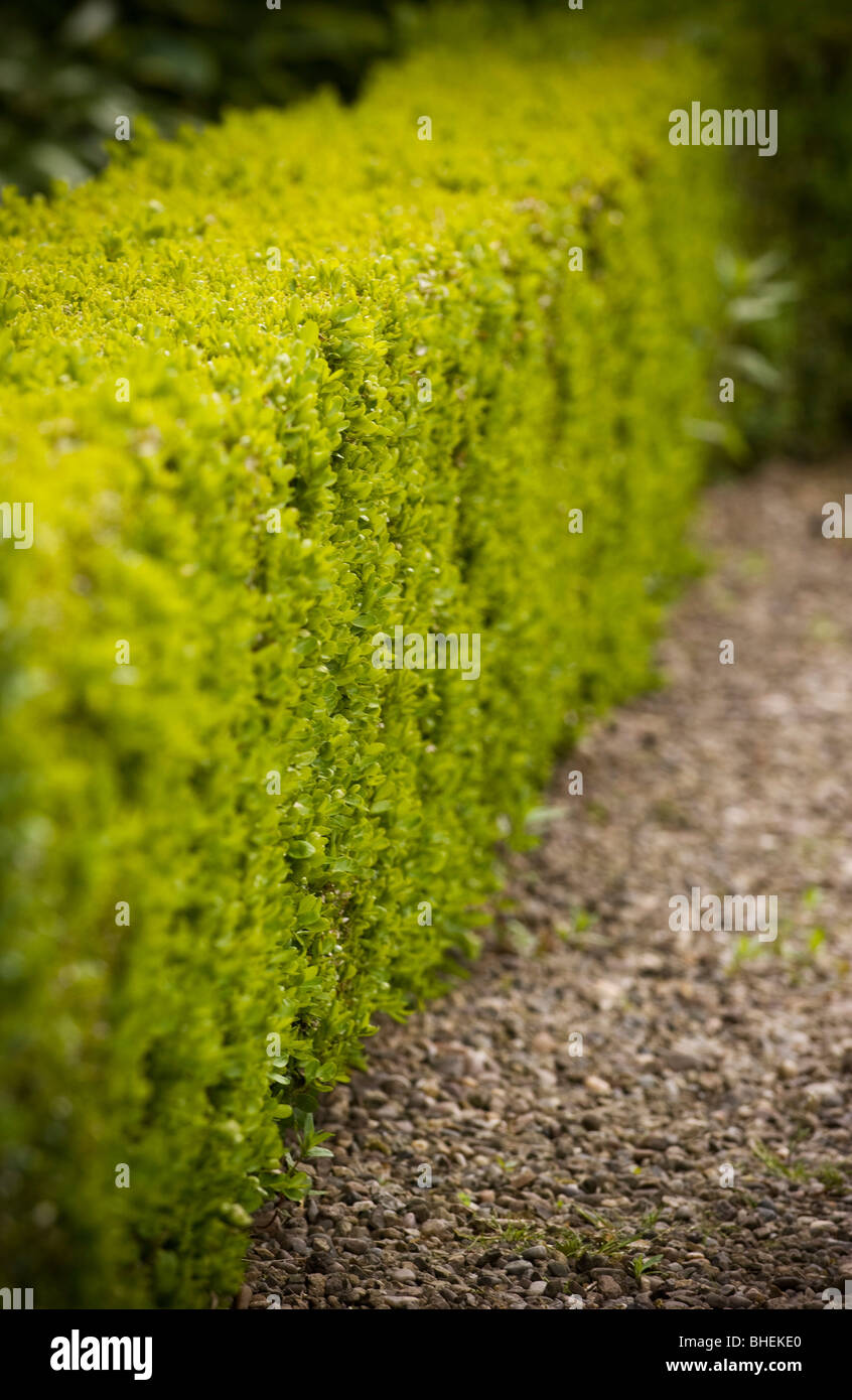 Clipped garden hedge hi-res stock photography and images - Alamy