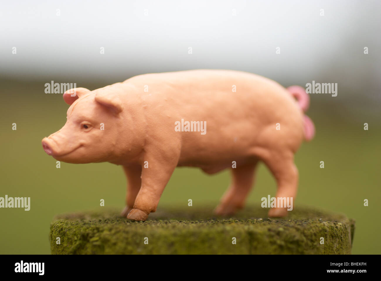 Plastic pig model photographed outside in a field Stock Photo - Alamy