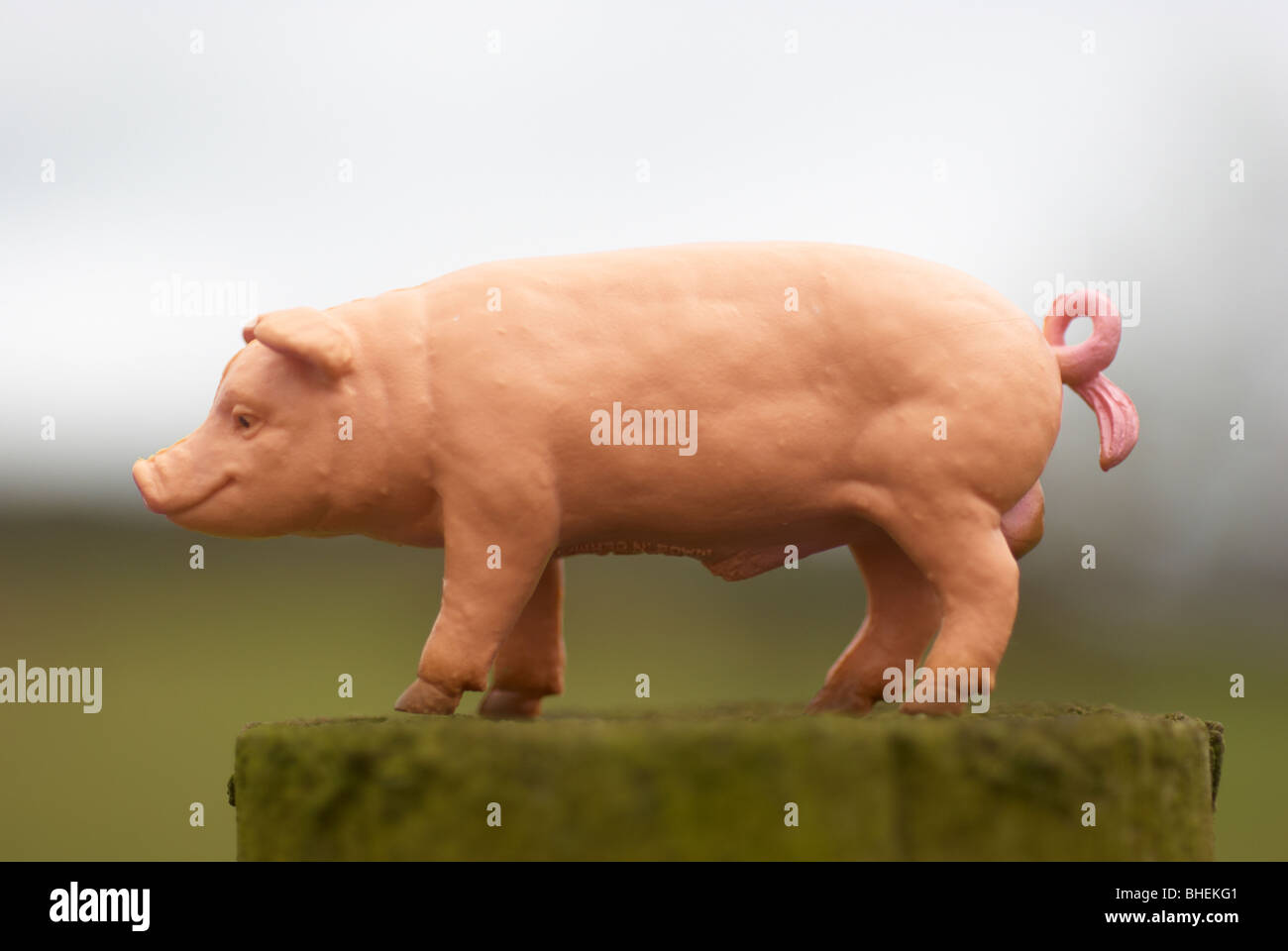 Plastic pig model photographed outside in a field Stock Photo - Alamy