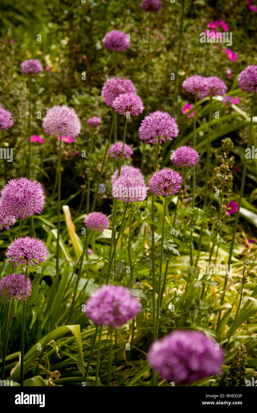 Alliums in border hi-res stock photography and images - Alamy