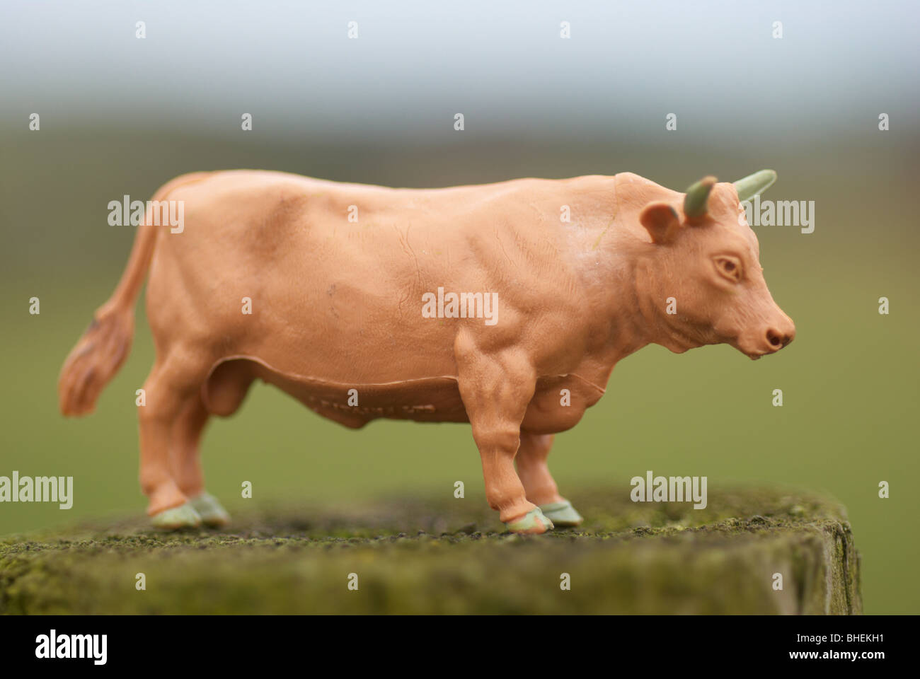 Plastic model cow photographed outside in a field Stock Photo - Alamy