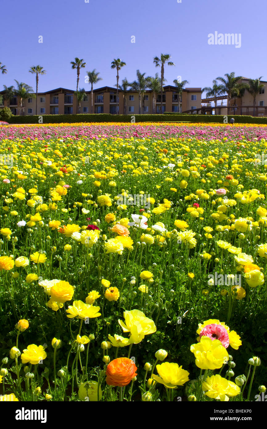 Flower field carlsbad hi-res stock photography and images - Alamy