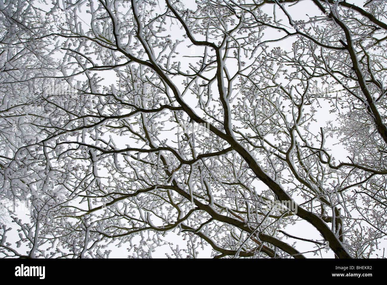 Snowy tree branches Stock Photo - Alamy