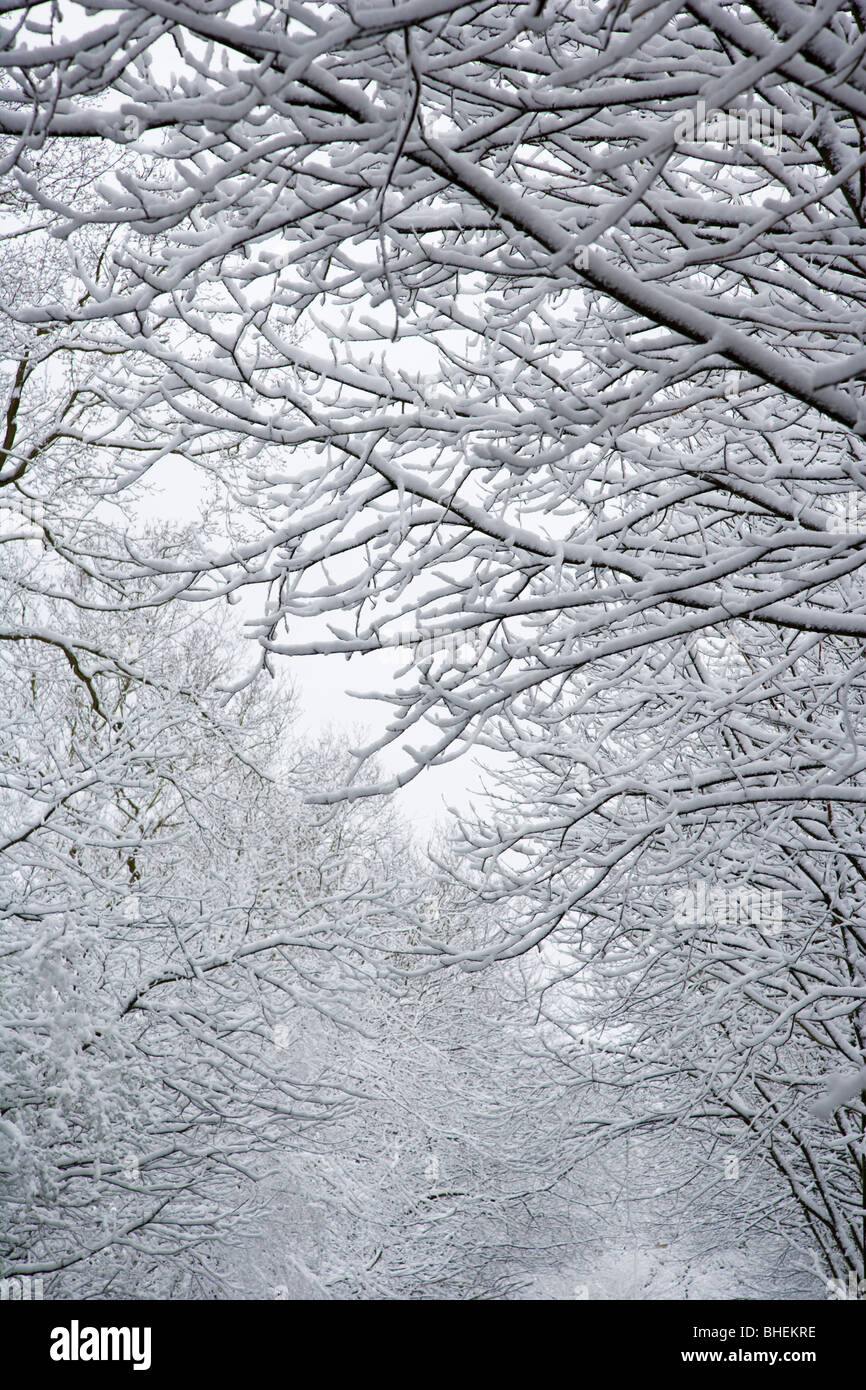 England tree tops hi-res stock photography and images - Alamy