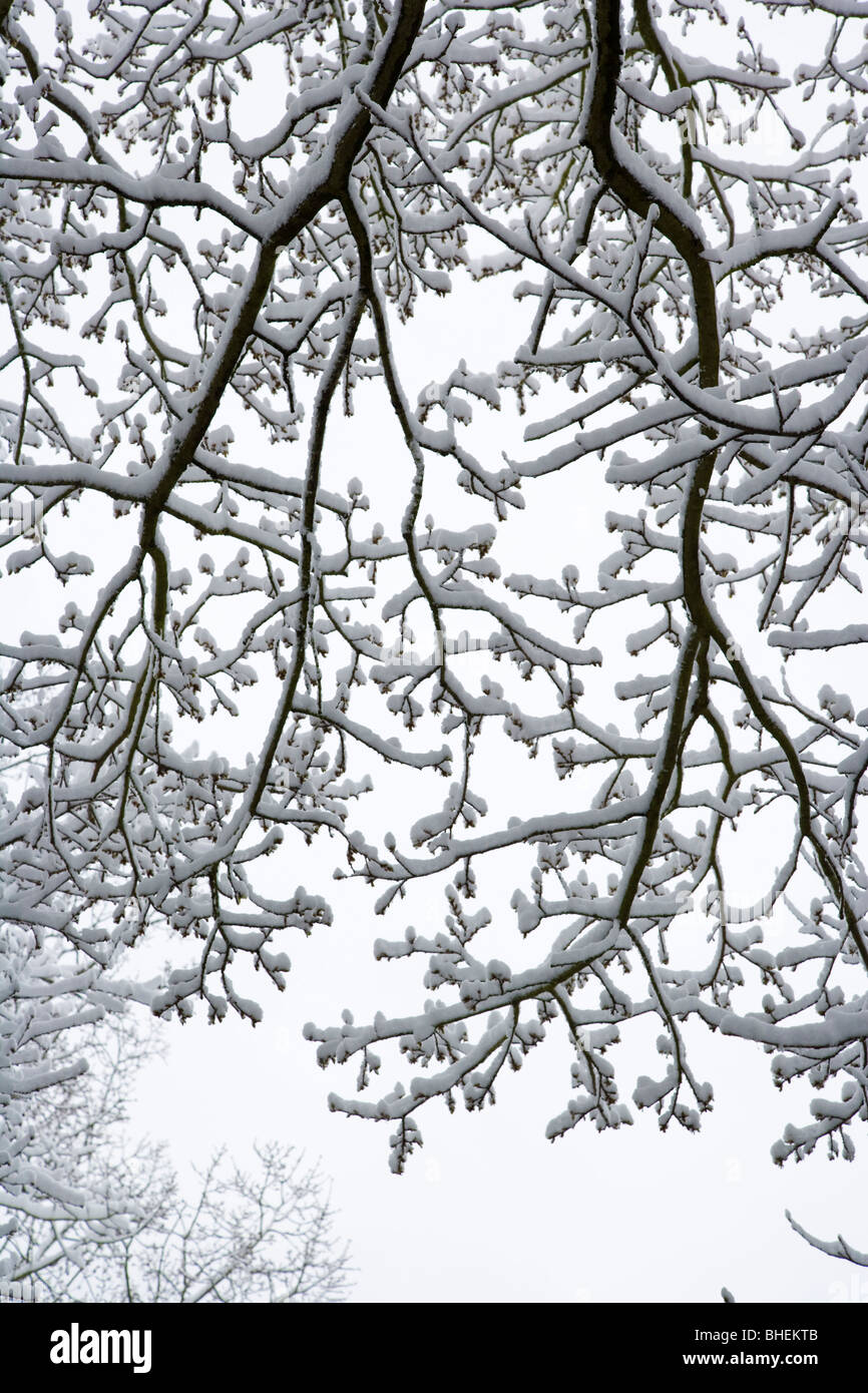 England tree tops hi-res stock photography and images - Alamy