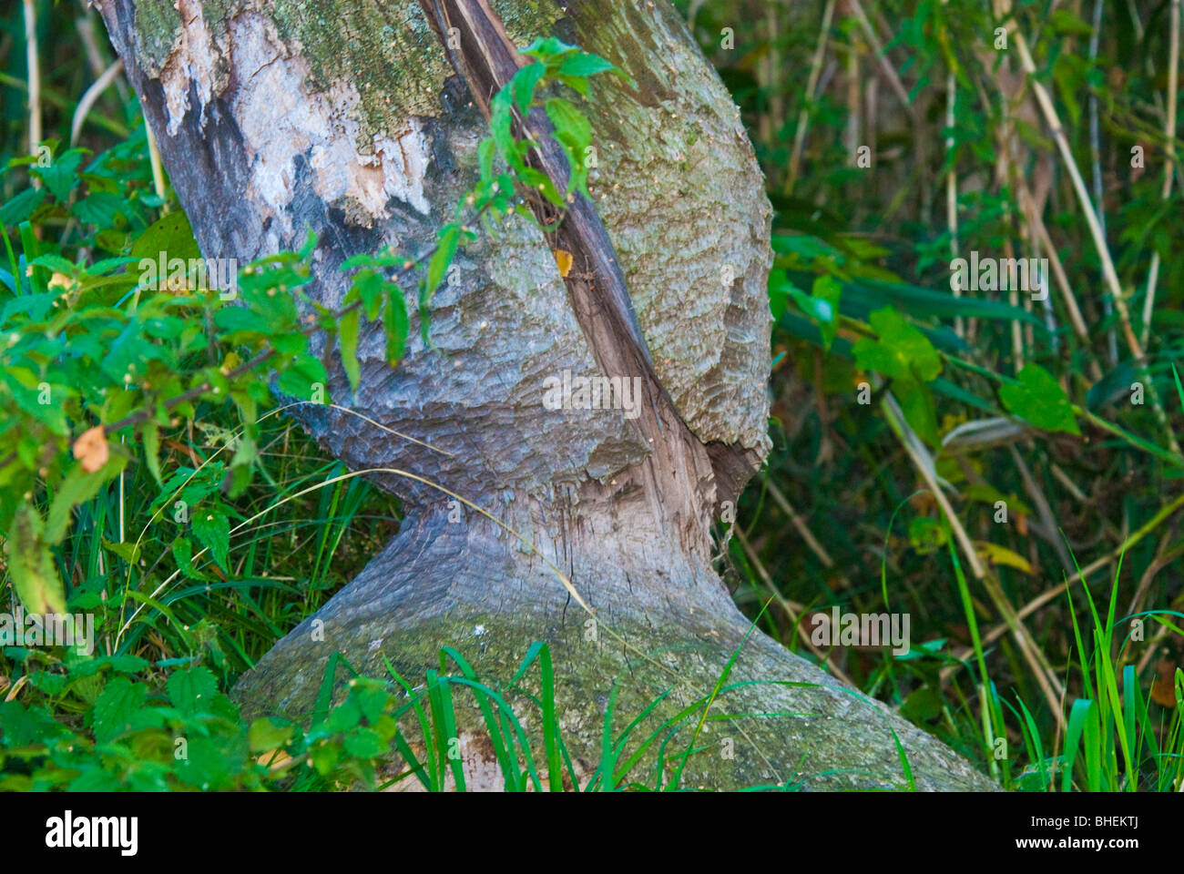 Tooth marks from a beaver chewing on a tree, forest along Peene river ...