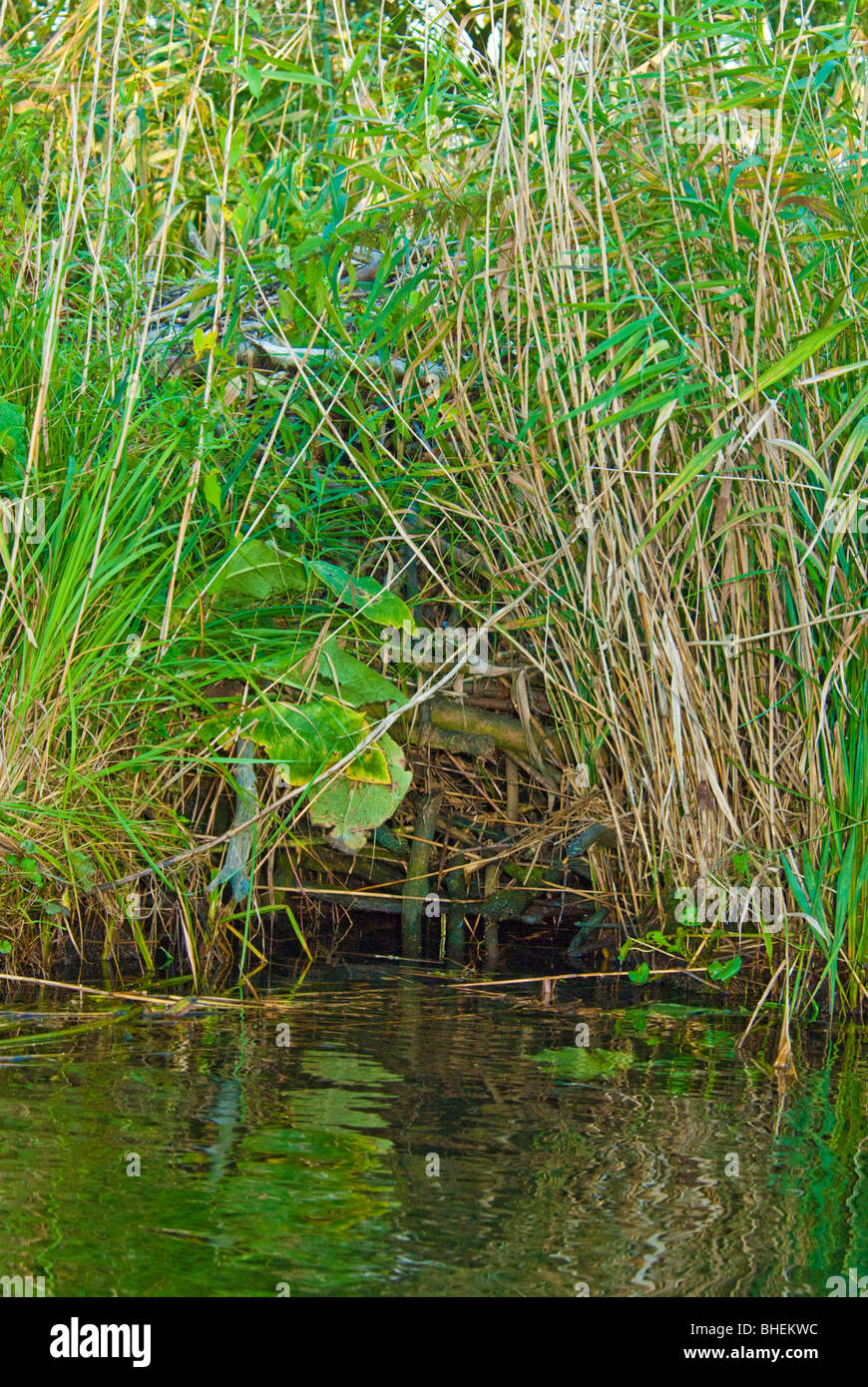 Beaver lodge entrance hi-res stock photography and images - Alamy