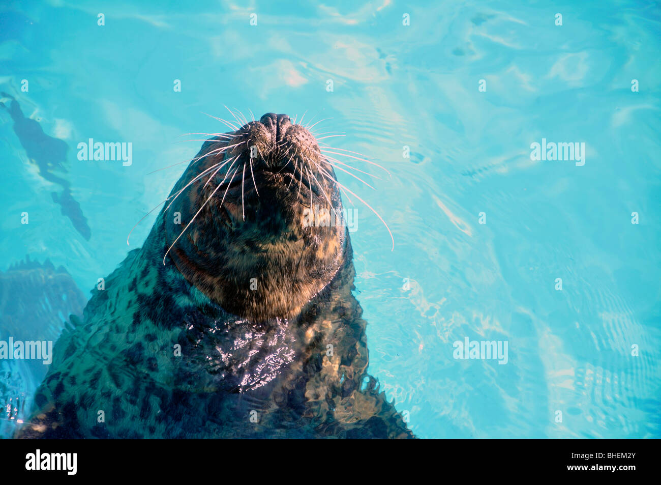 Seal head hi-res stock photography and images - Alamy