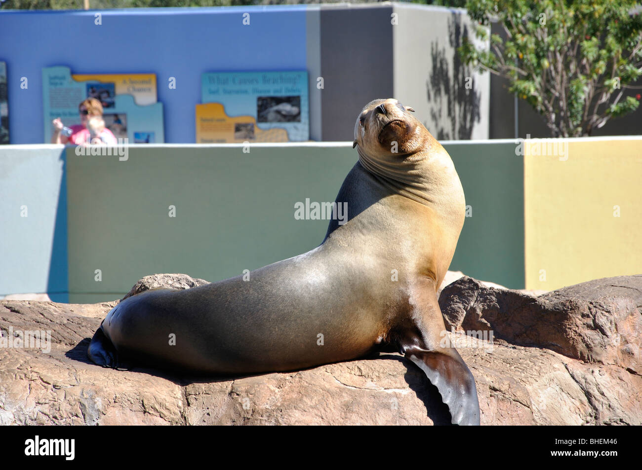 Seal seaworld hi-res stock photography and images - Alamy