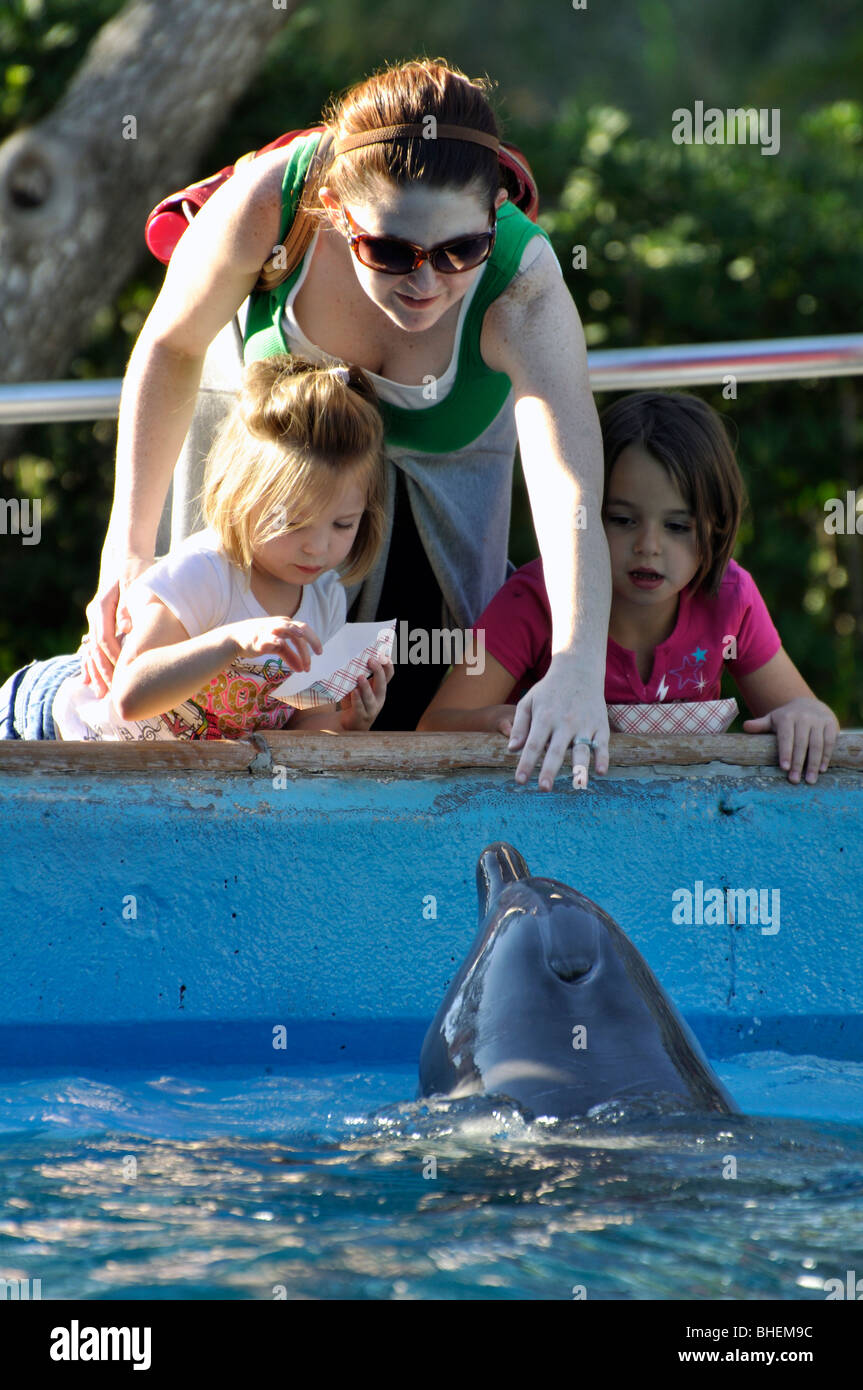 Visitors feeding dolphins at SeaWorld, San Antonio, Texas, USA Stock ...
