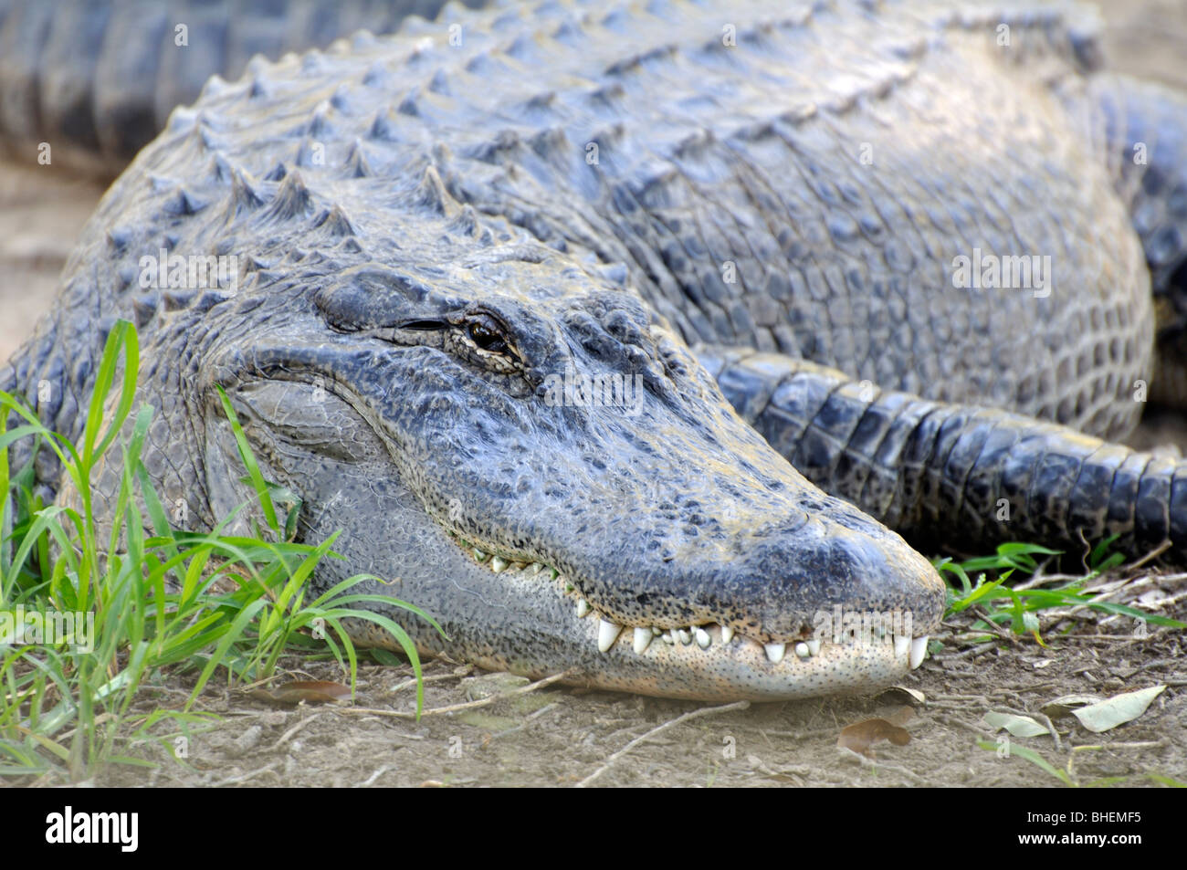 Muzzle alligator crocodile hi-res stock photography and images - Alamy