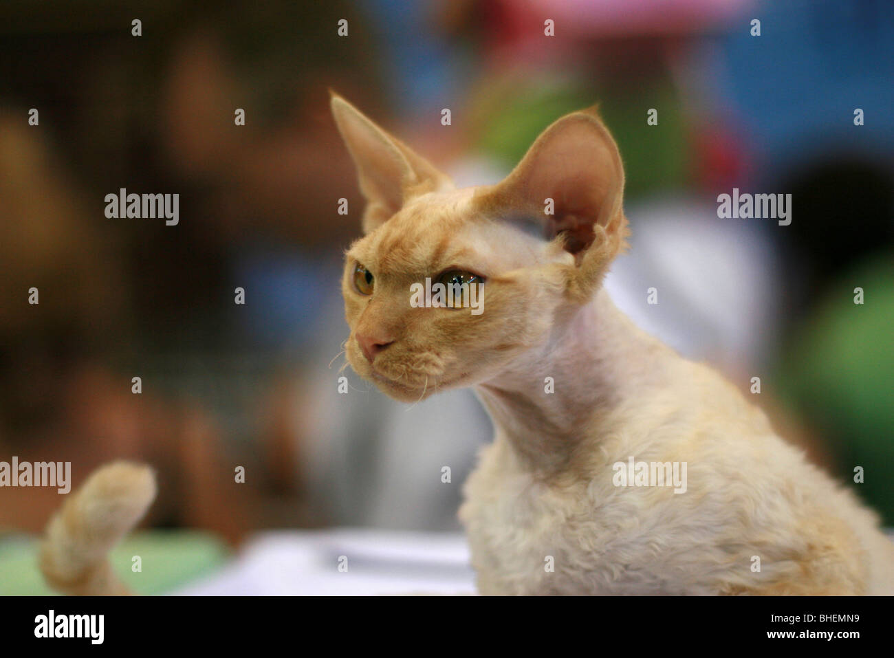 Pedigree hairless Cat - white Cornish Rex. The Cornish Rex has no hair ...