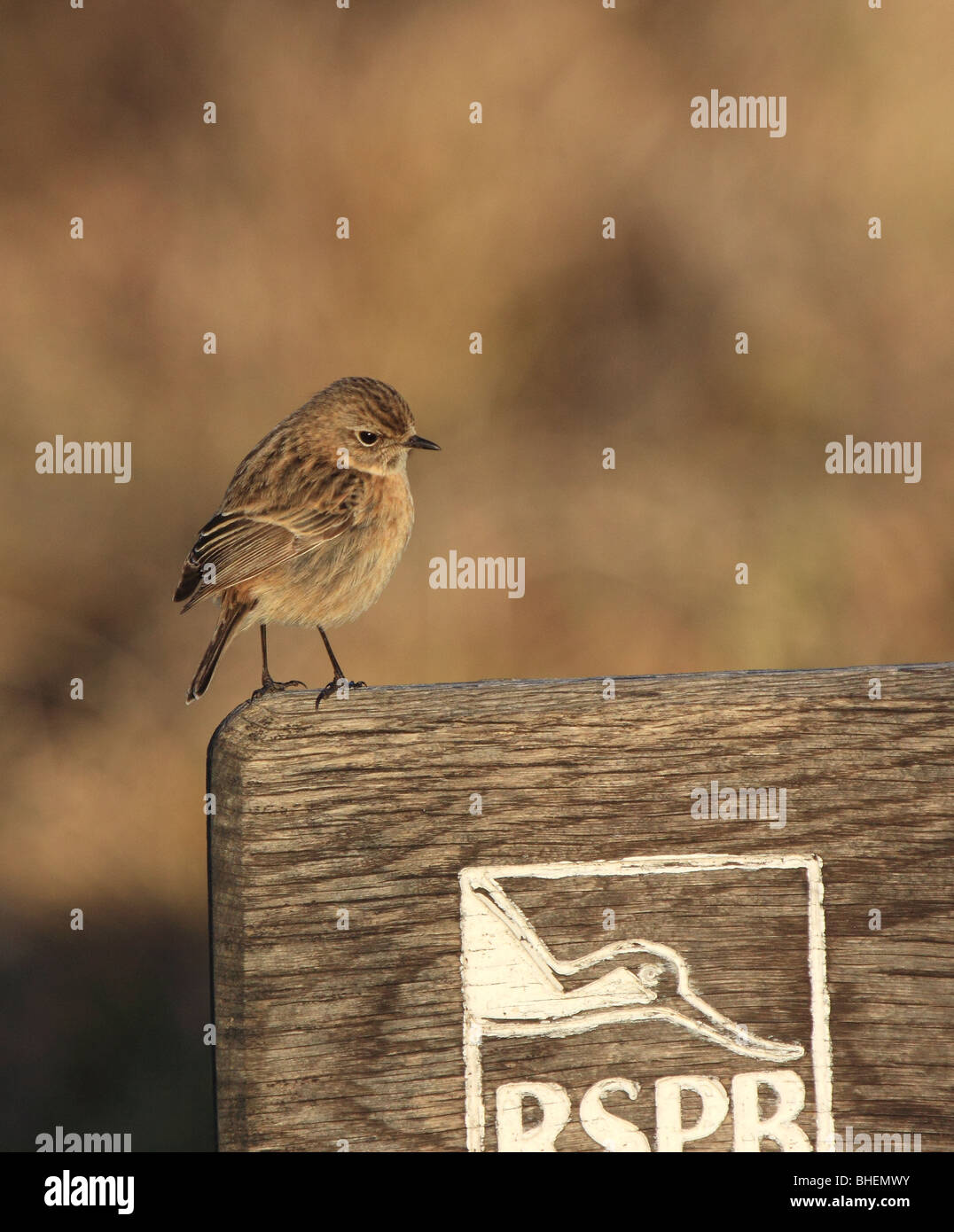 Rspb sign hi-res stock photography and images - Alamy