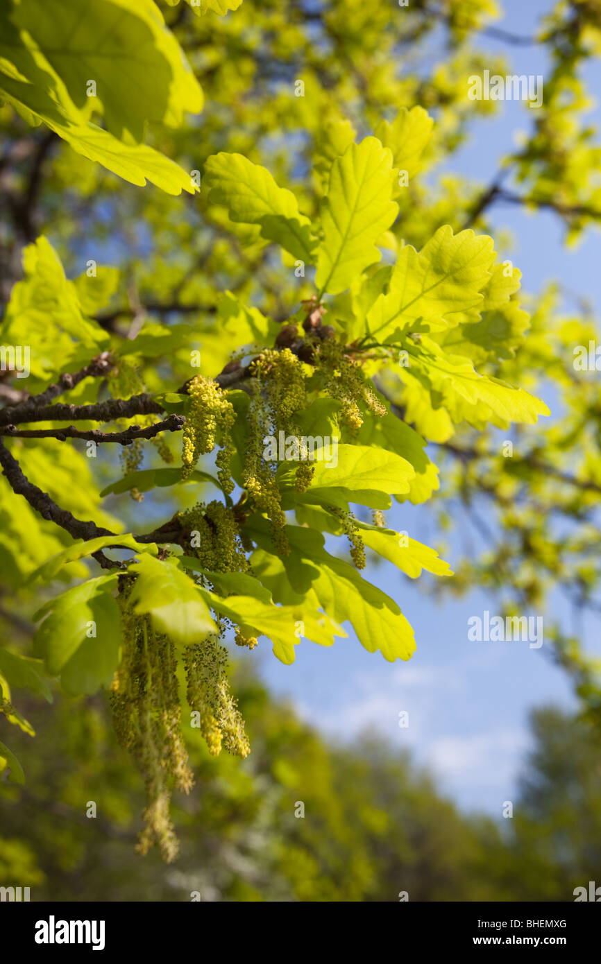 Oak tree quercus robur branch hi-res stock photography and images - Alamy