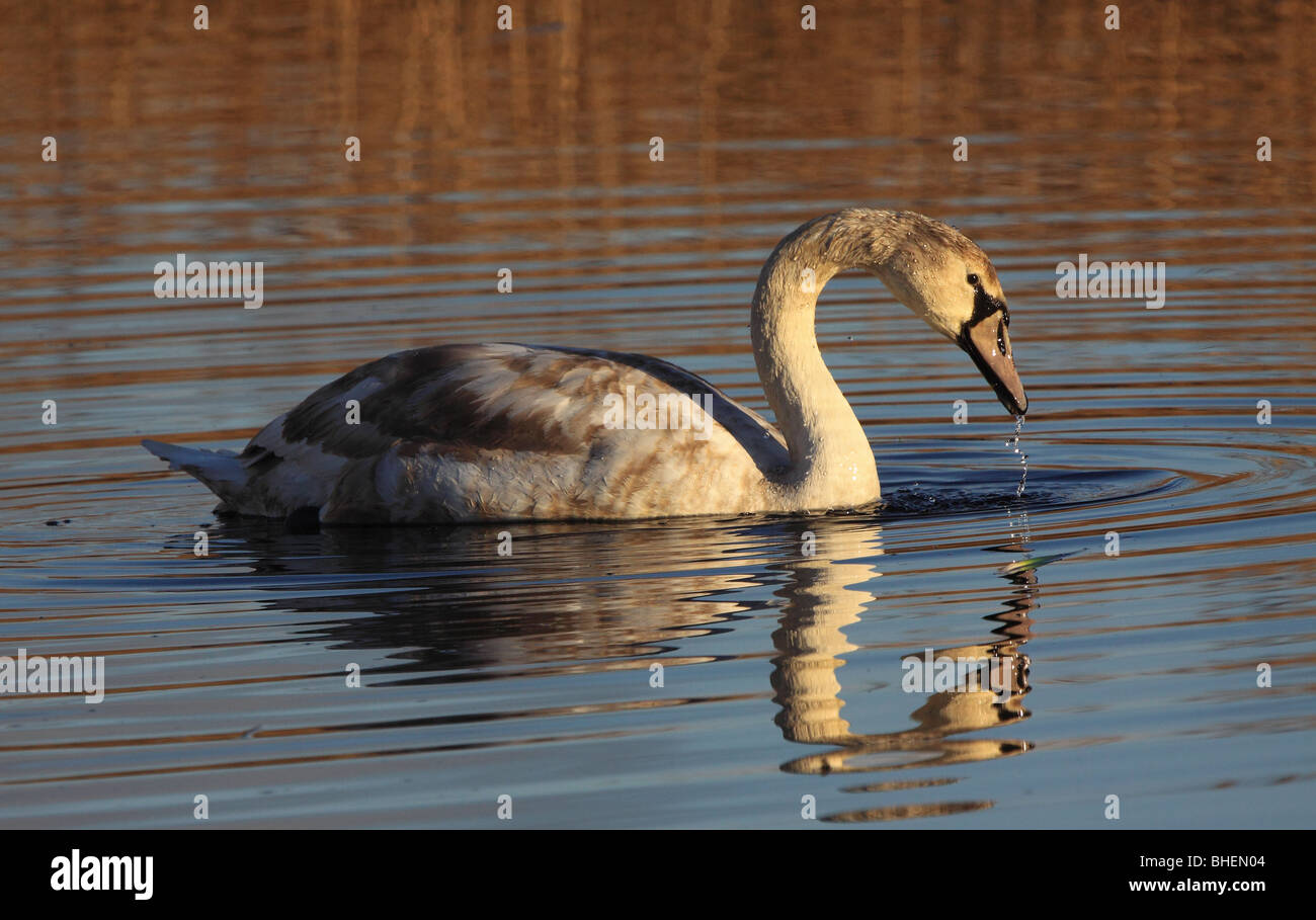 Immature swan hi-res stock photography and images - Alamy
