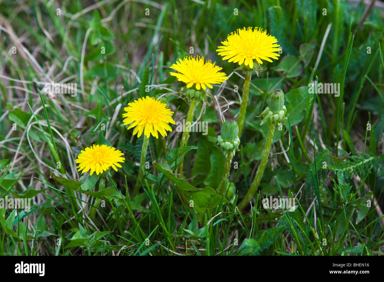 Taraxacum officinale dandelion flowers hi-res stock photography and ...