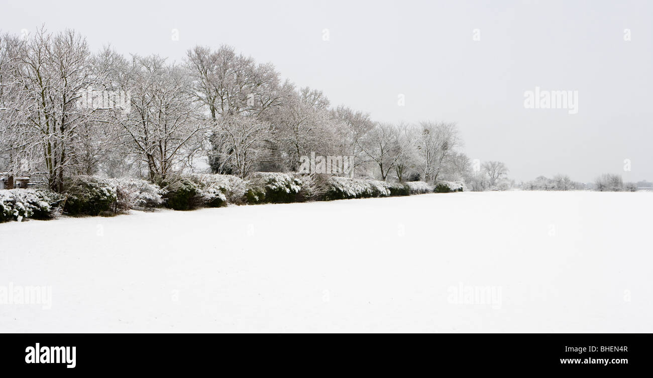 Field and trees in winter. Send, Surrey, UK Stock Photo - Alamy