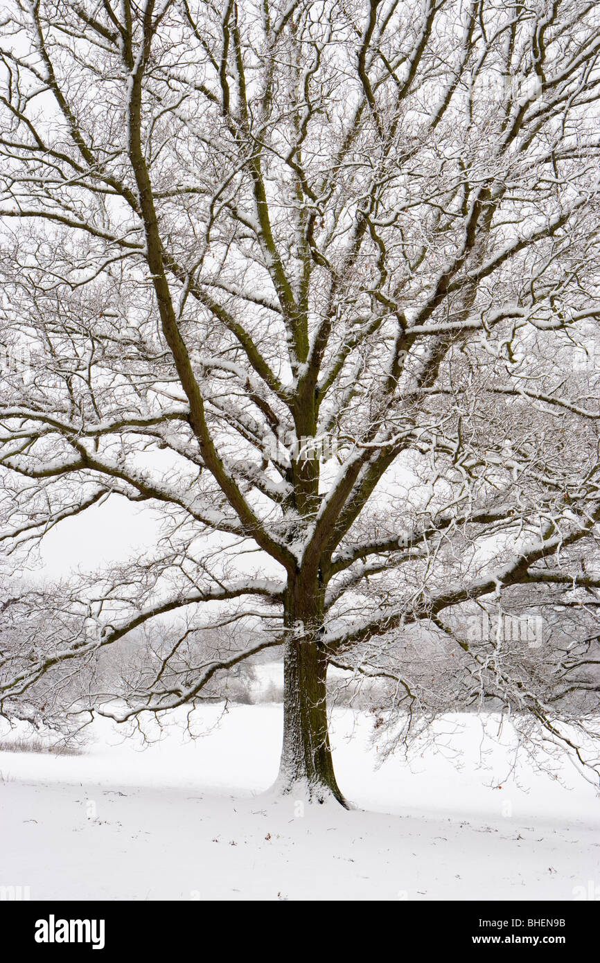 Snow on oak tree, Guildford, Surrey, UK Stock Photo - Alamy