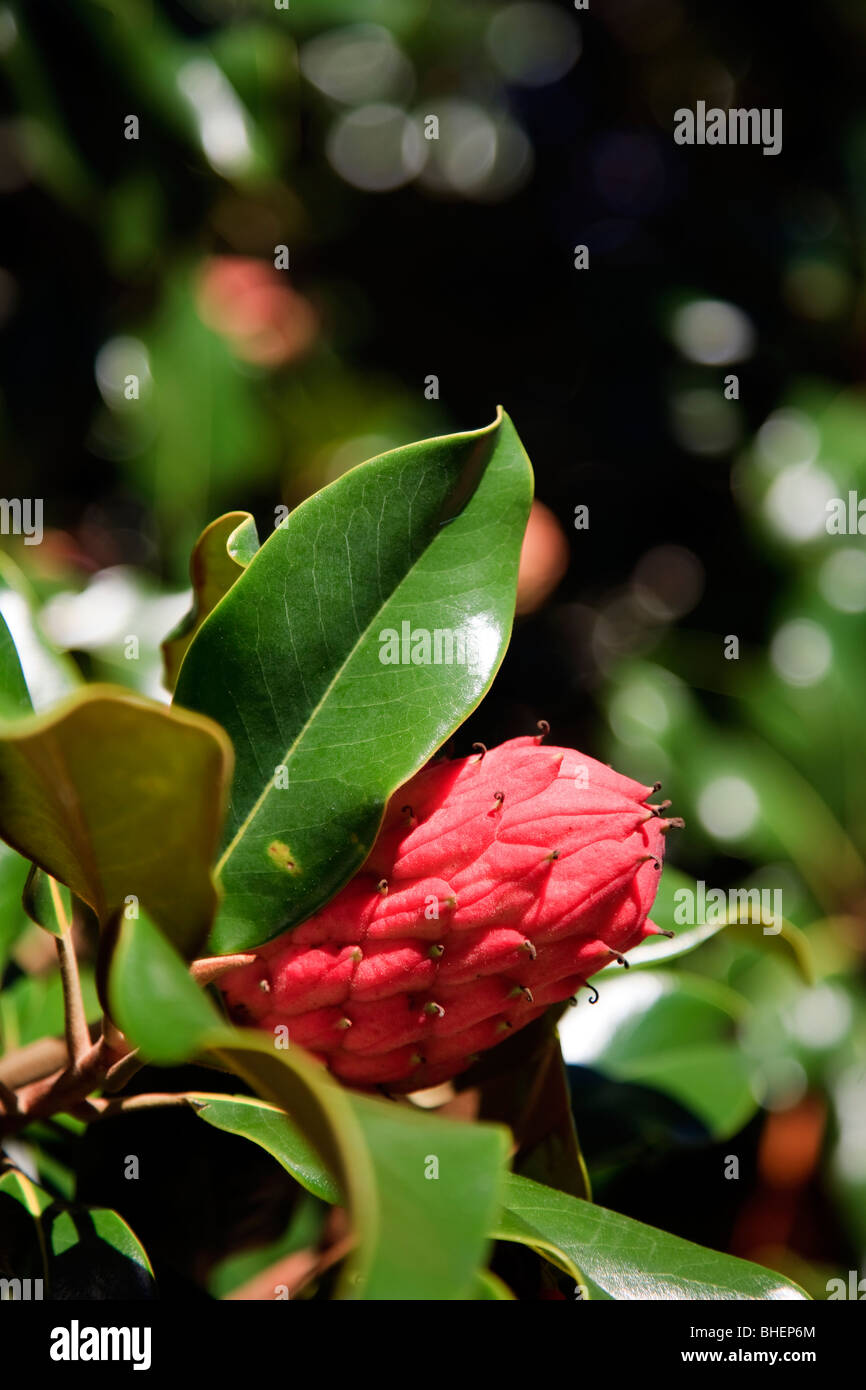 Magnolia seed pod hi-res stock photography and images - Alamy