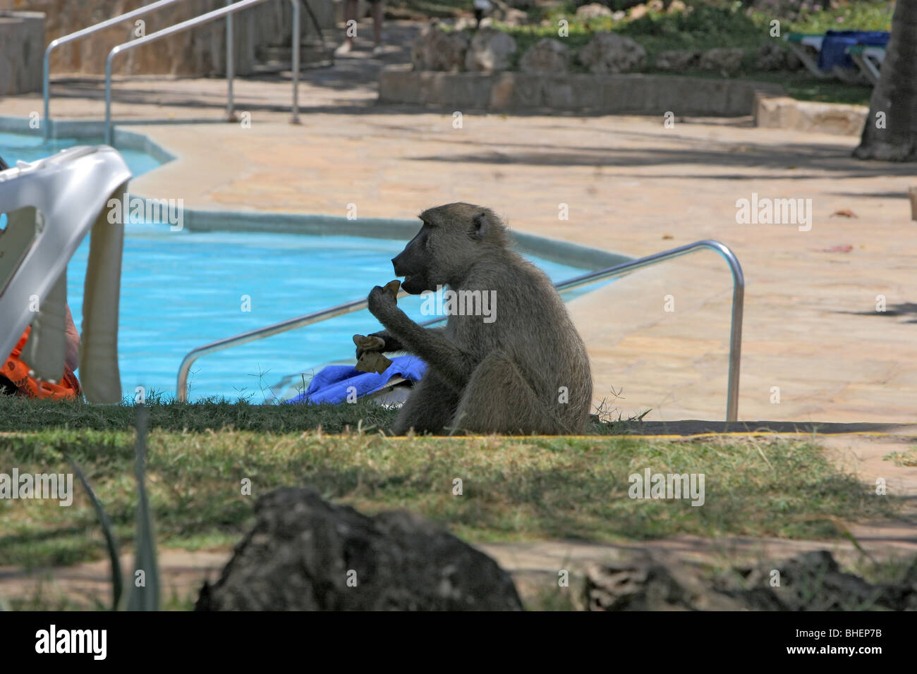Pest Olive Baboon (Papio anubis) stealing food in the grounds of a ...