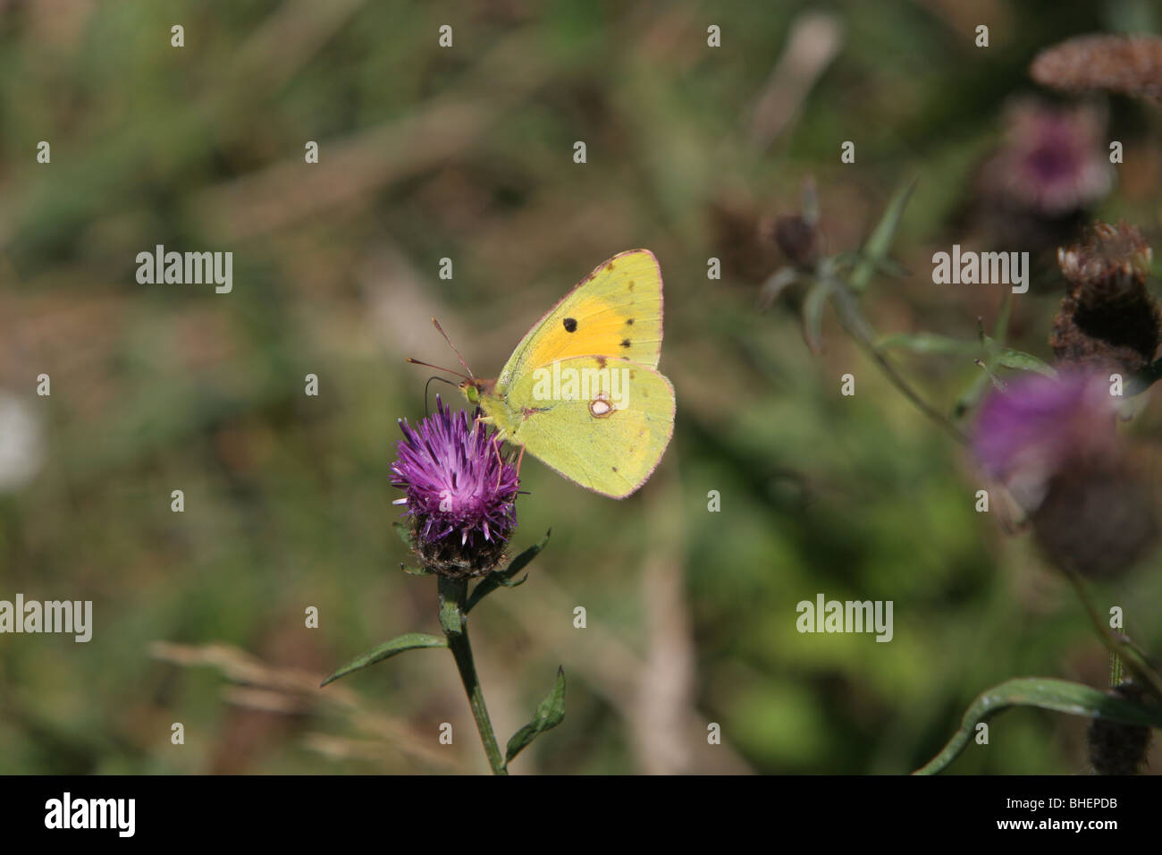 Clouded yellow butterfly (Colias croceus), seen in Devon UK Stock Photo ...