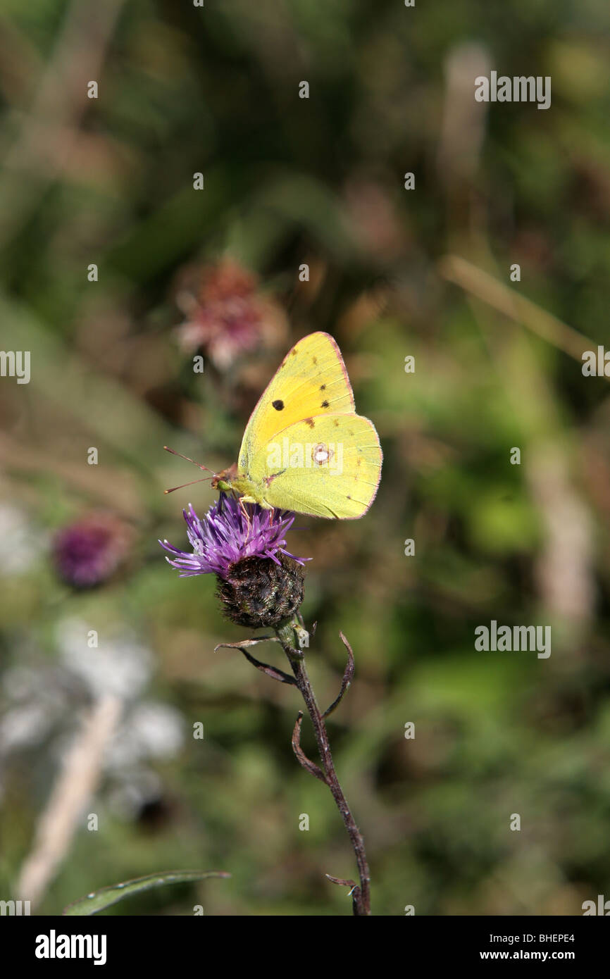 Devon england europe insect life living wembury lesser knapweed hi-res ...