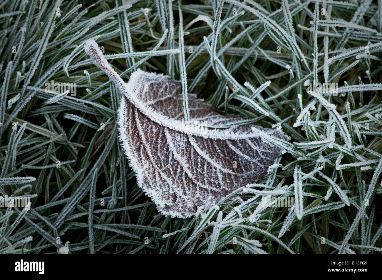 Hoar frost macro hi-res stock photography and images - Alamy
