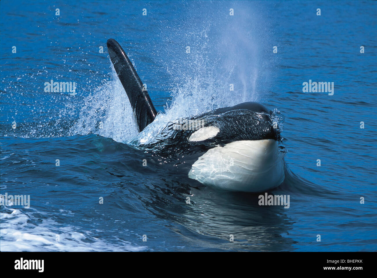 Surfacing killer whale in fast motion Stock Photo - Alamy