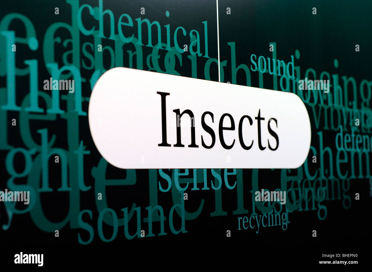 Museum insects hi-res stock photography and images - Alamy