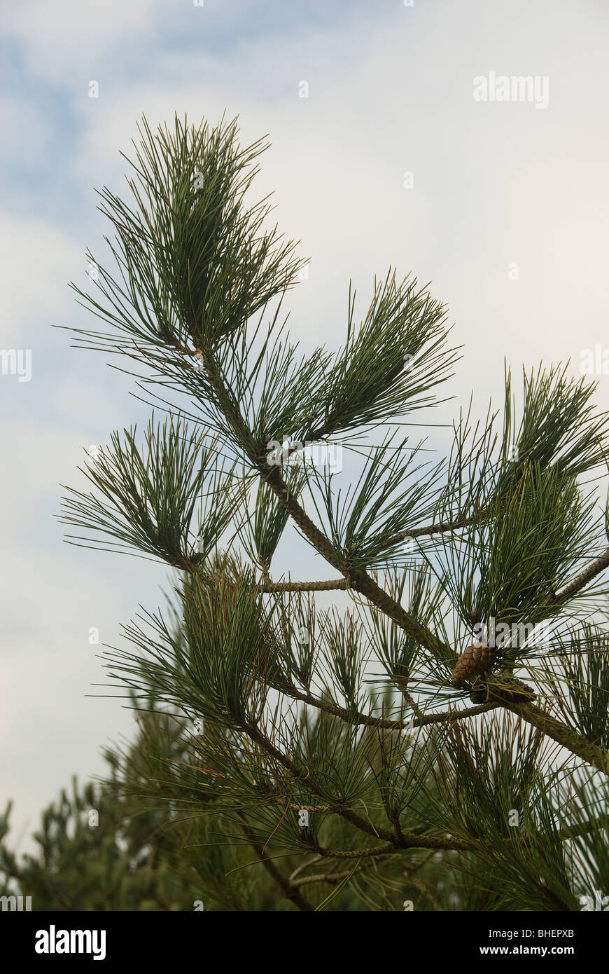 Branch of pine tree Stock Photo - Alamy