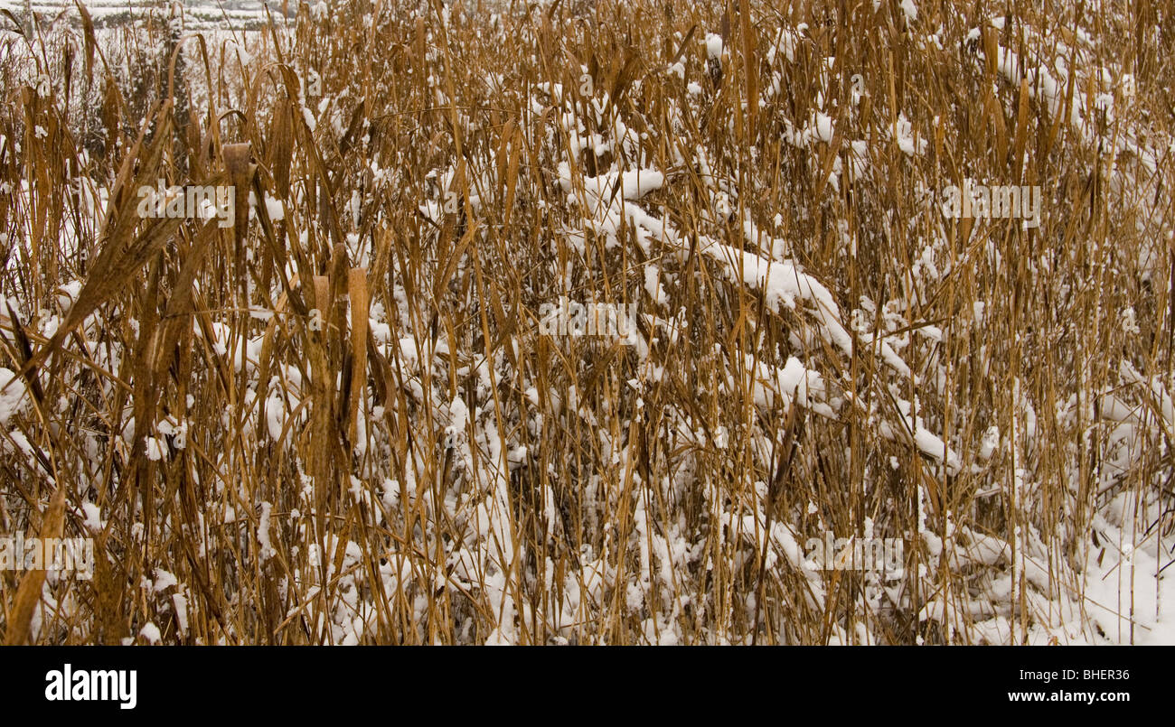 snowy reed bed Stock Photo - Alamy