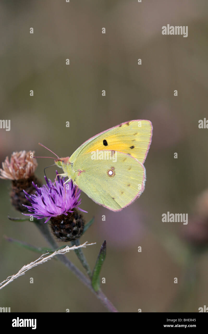 Devon england europe insect life living wembury lesser knapweed hi-res ...