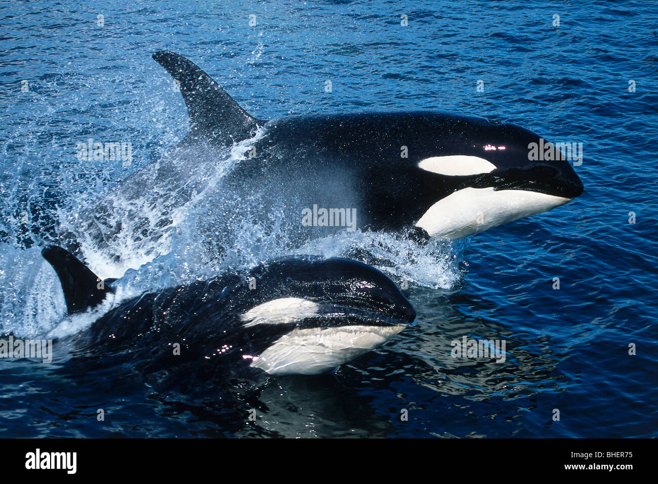 Orca whales (Killer whales) Orcinus orca swimming side by side Stock ...