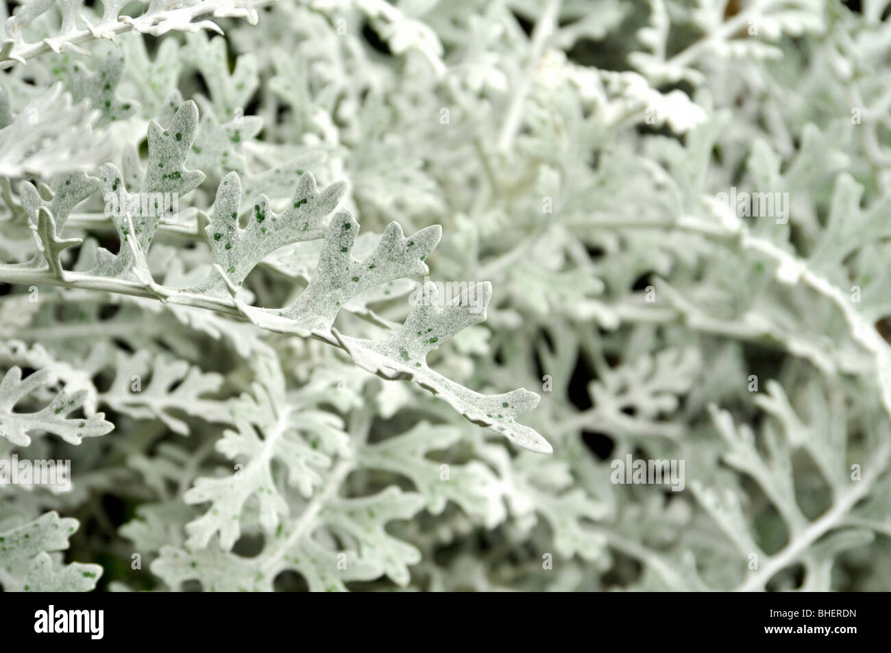 Senecio cineraria 'Silver Dust' Stock Photo - Alamy