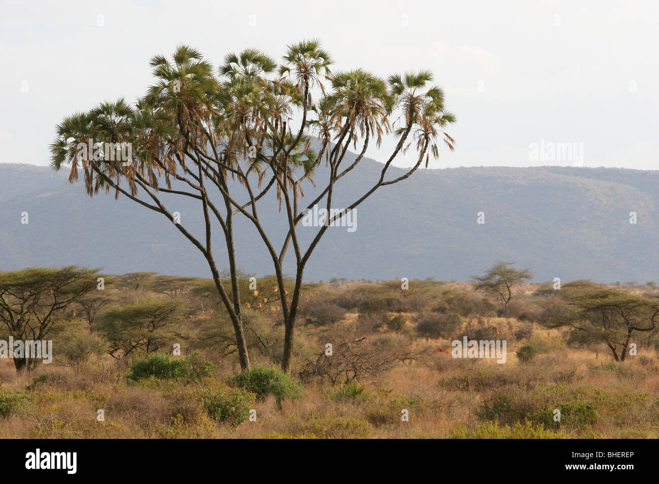 Doum Palm (Hyphaene thebaica) in Samburu National Reserve, Kenya Stock ...