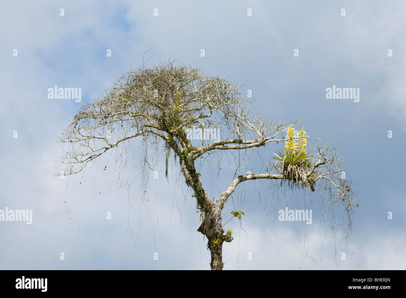Panama tree hi-res stock photography and images - Alamy